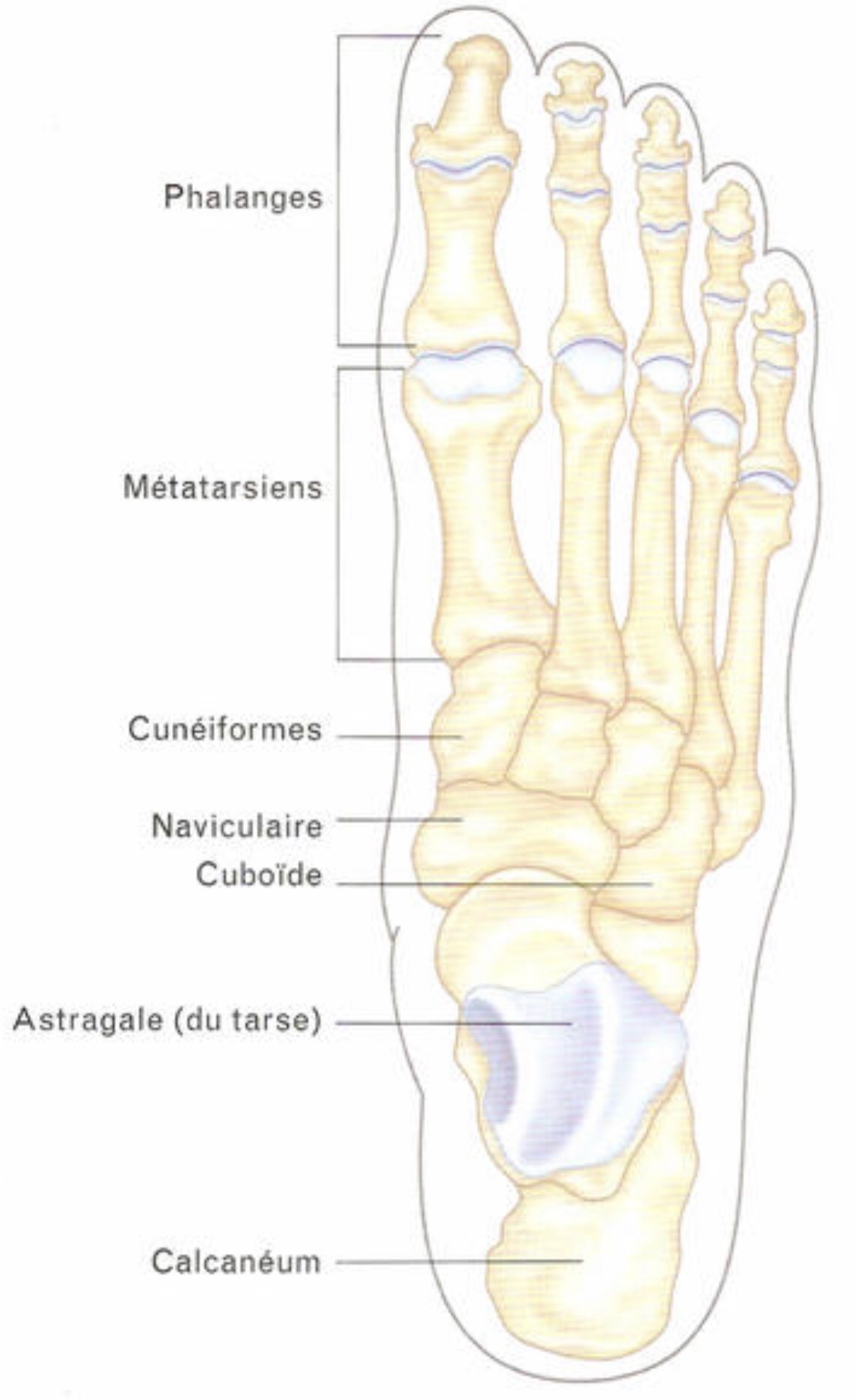 Réflexologie plantaire : l'anatomie du pied - Pieds Roses