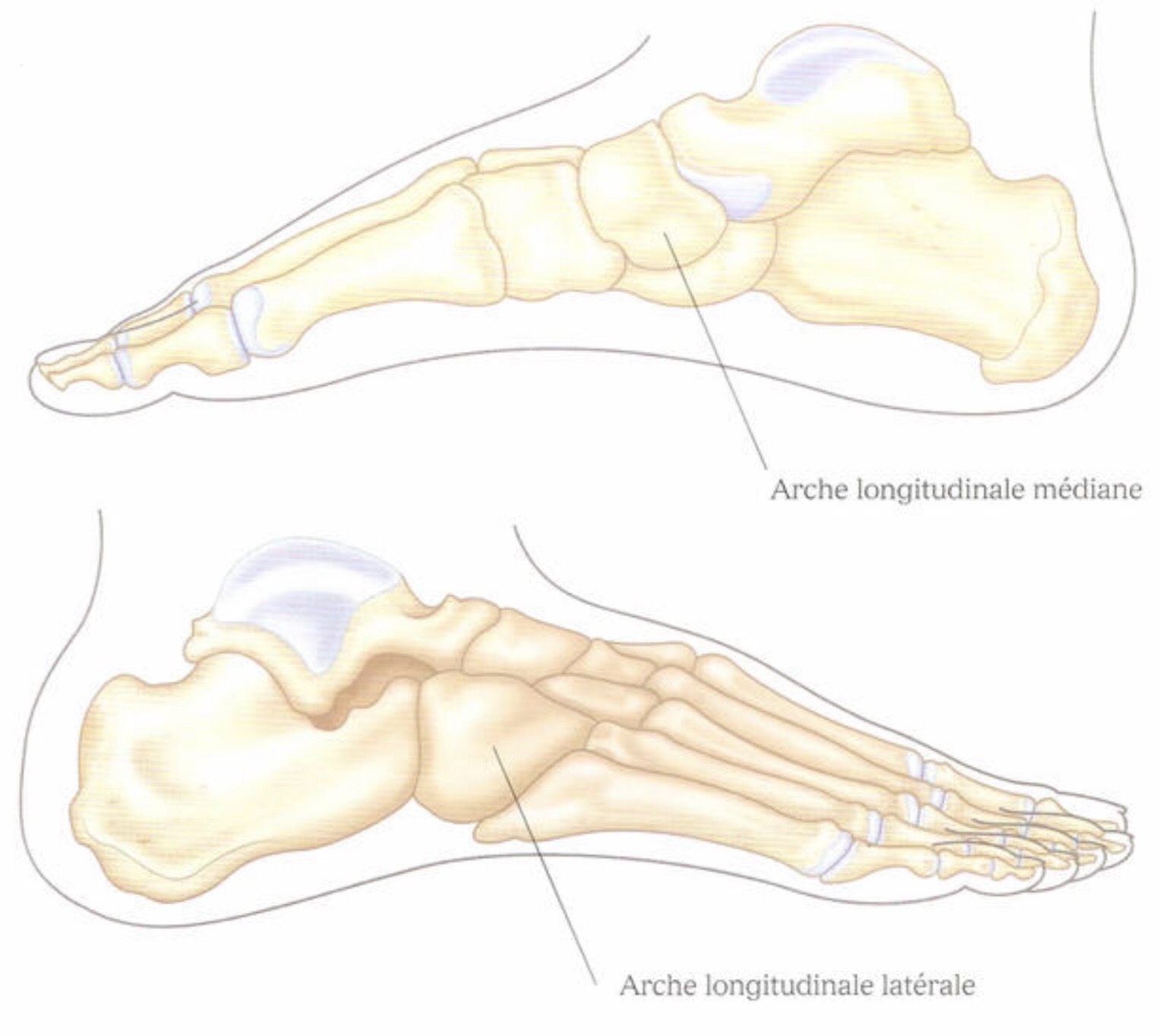 Réflexologie plantaire : l'anatomie du pied - Pieds Roses