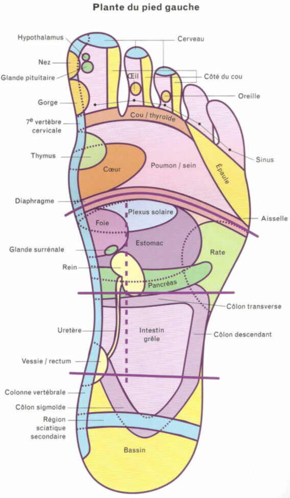 Réflexologie plantaire : l'anatomie du pied - Pieds Roses